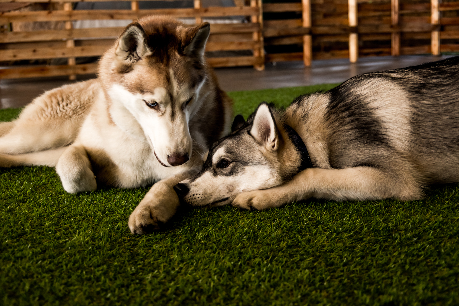 Husky Bros. A Husky Sized Love Story